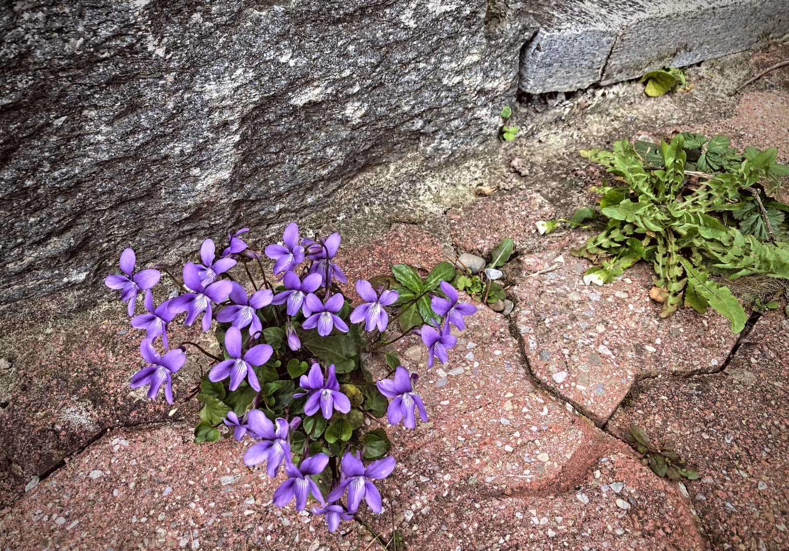 Veilchen Foto & Bild | spezial, frühling, natur Bilder auf fotocommunity