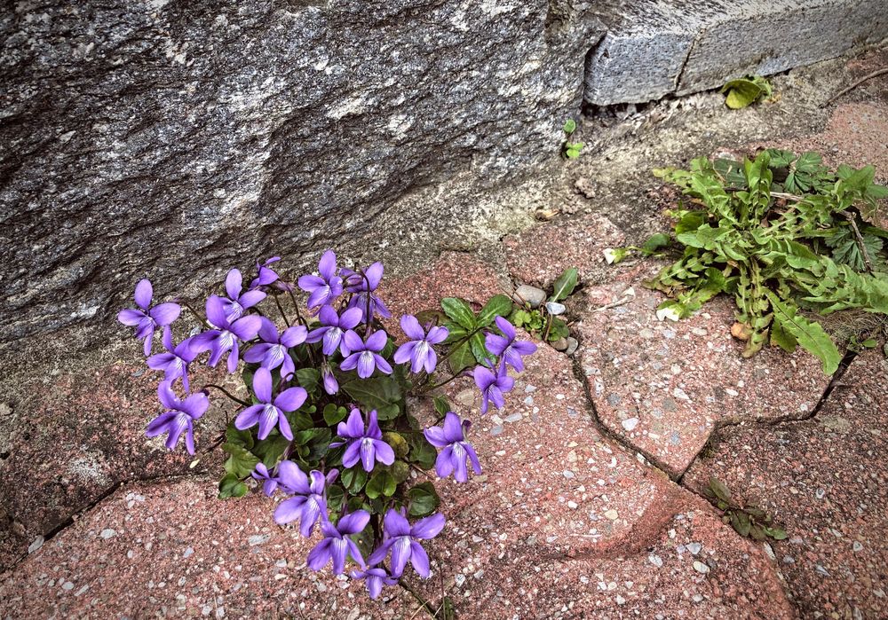 Veilchen Foto & Bild | spezial, frühling, natur Bilder auf fotocommunity