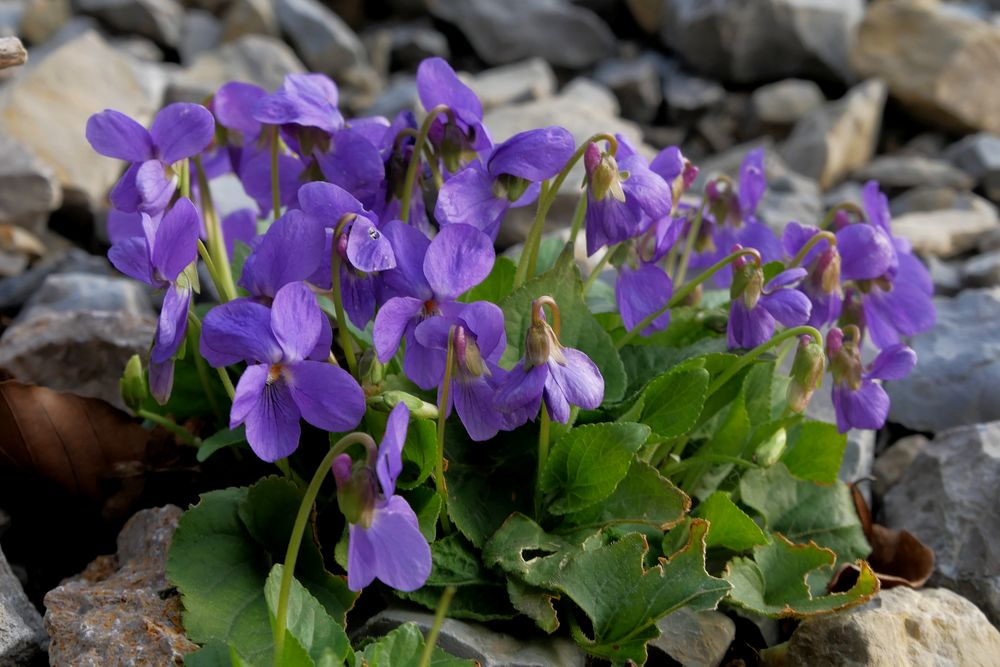 Veilchen.... Foto & Bild | blau, frühling, natur Bilder auf fotocommunity