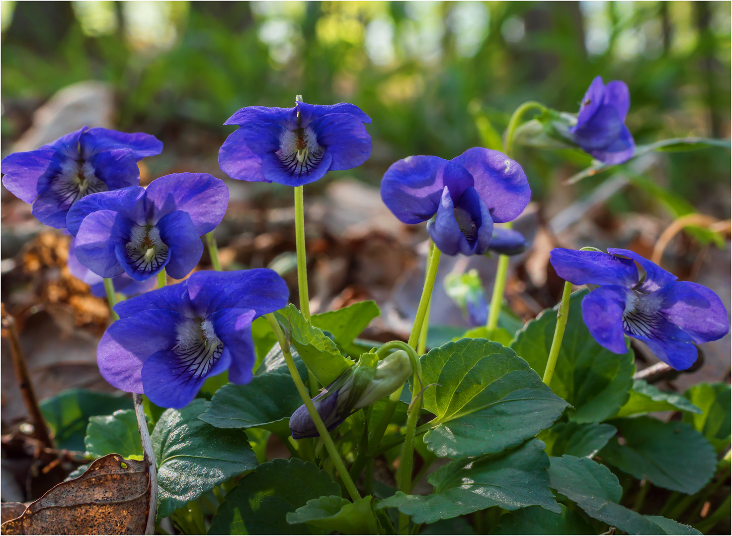 Veilchen Foto & Bild | wald, frühling, natur Bilder auf fotocommunity