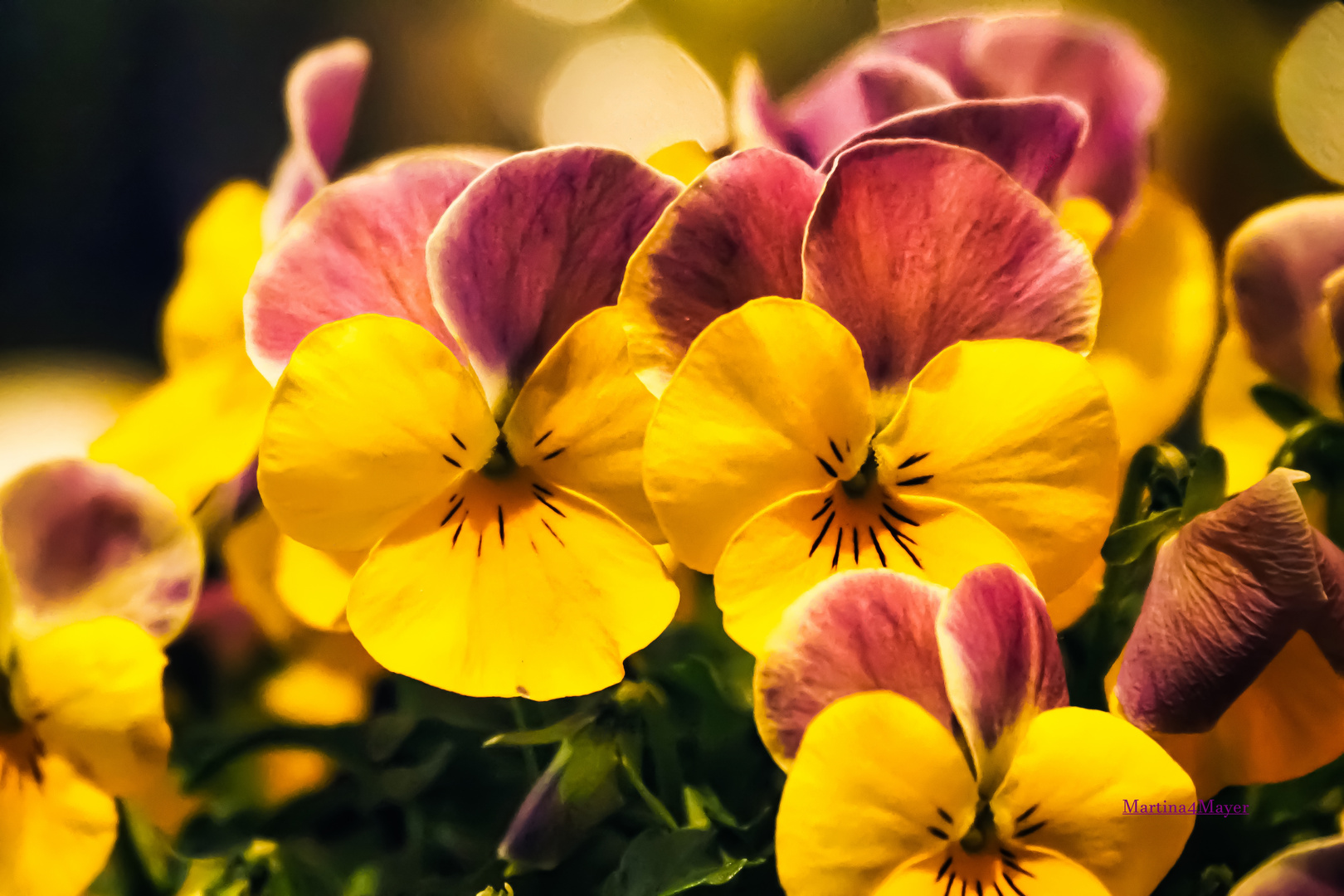 @Veilchen Foto & Bild | pflanzen, pilze & flechten, blüten- & kleinpflanzen, gartenpflanzen und ...