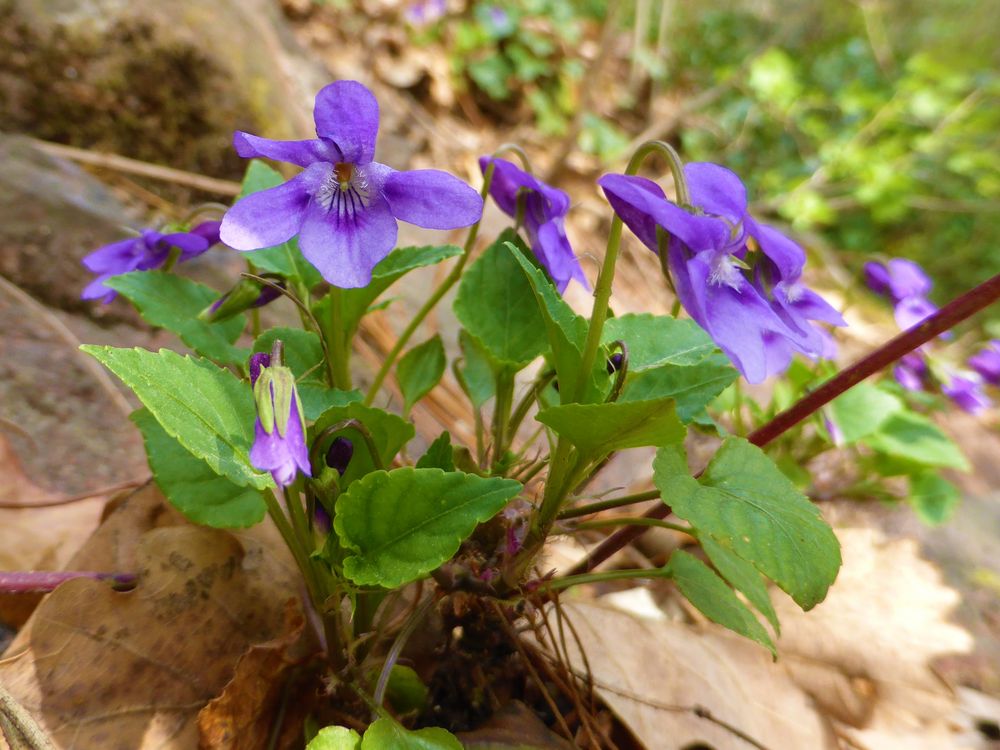 Veilchen Foto & Bild | pflanzen, pilze & flechten, bäume, natur Bilder ...
