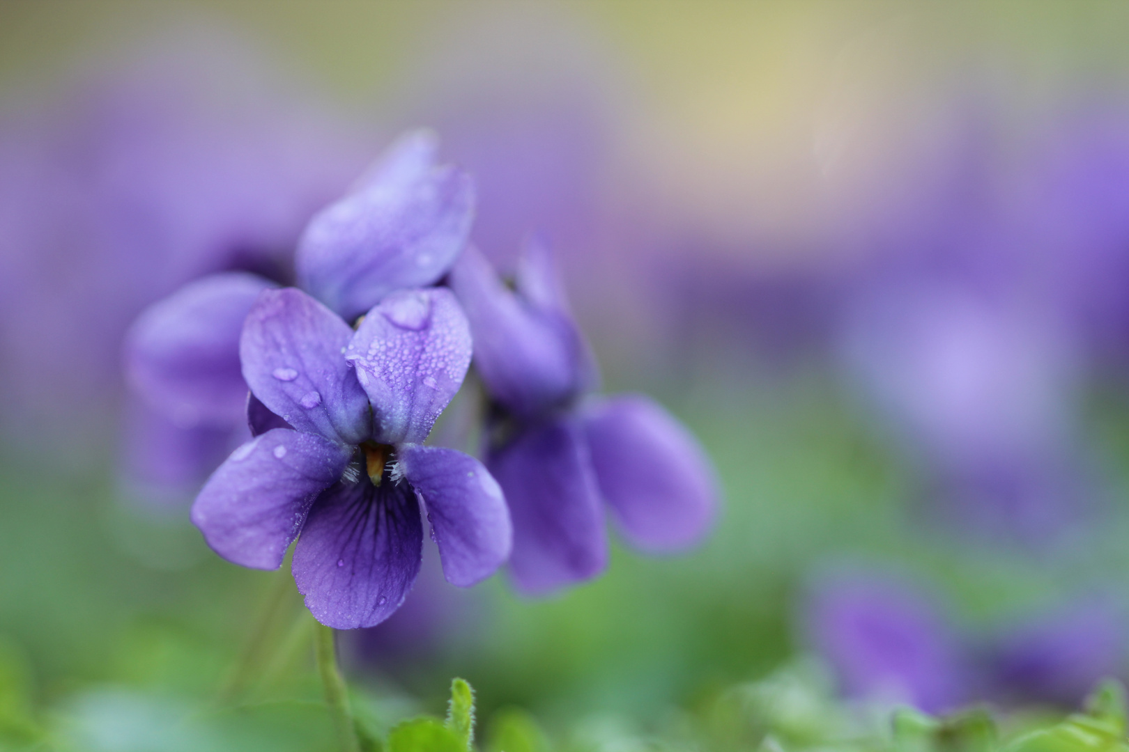 Veilchen... Foto & Bild | pflanzen, pilze & flechten, blüten ...