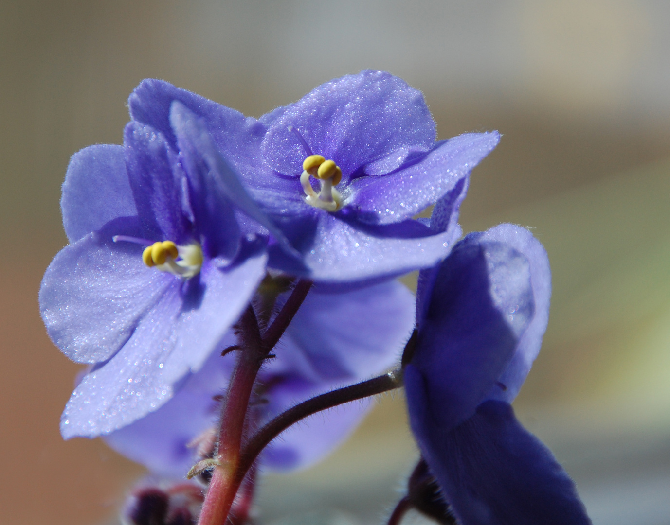 Veilchen... Foto & Bild | jahreszeiten, frühling, natur Bilder auf ...