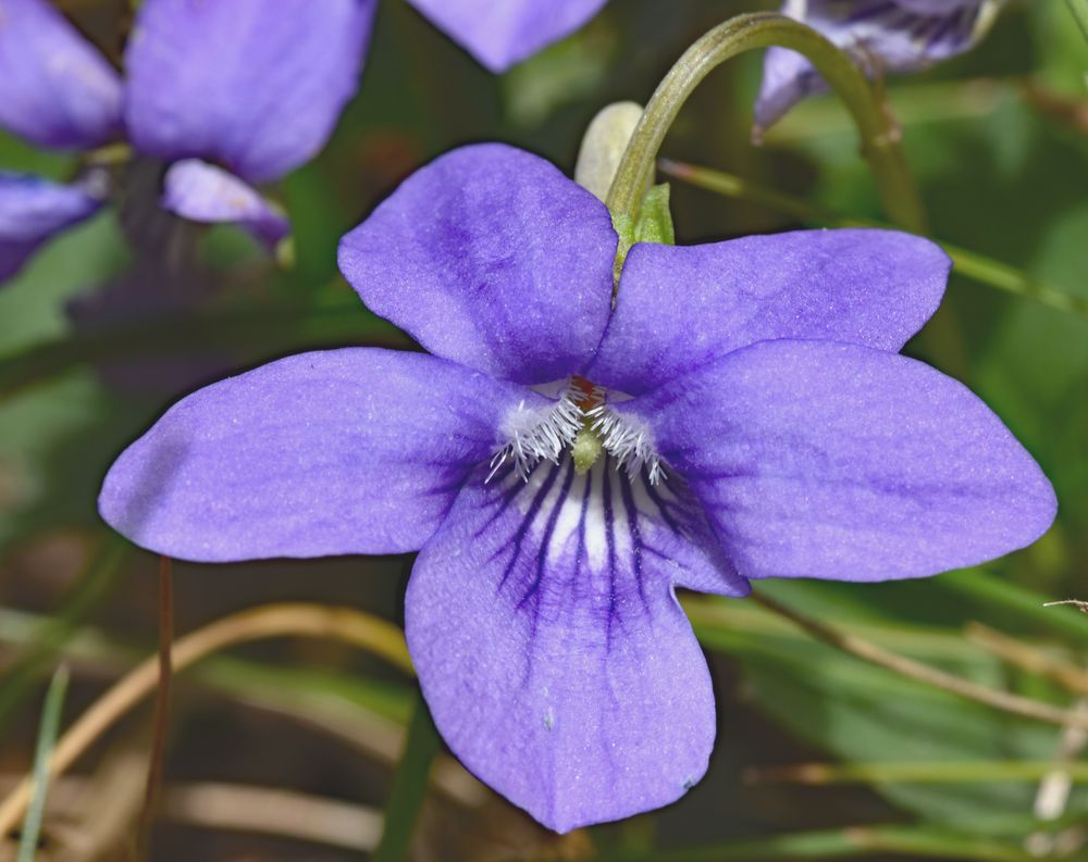 Veilchen Foto & Bild | jahreszeiten, frühling, veilchen Bilder auf ...
