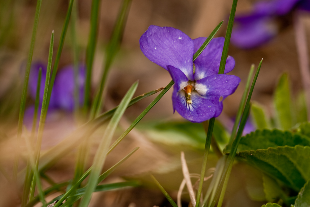 Veilchen Foto & Bild | jahreszeiten, frühling, natur Bilder auf ...