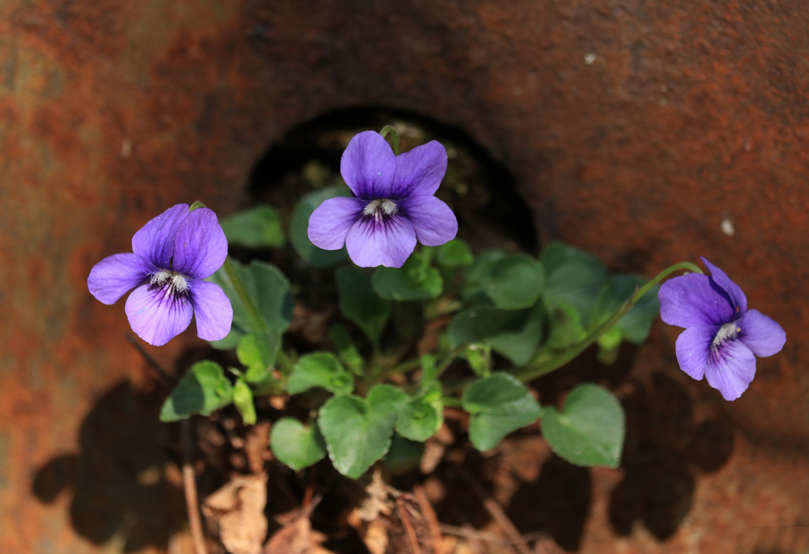 Veilchen Foto & Bild | frühling, natur, jahreszeiten Bilder auf ...