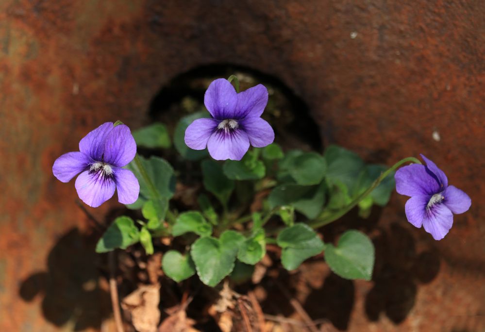 Veilchen Foto & Bild | frühling, natur, jahreszeiten Bilder auf ...