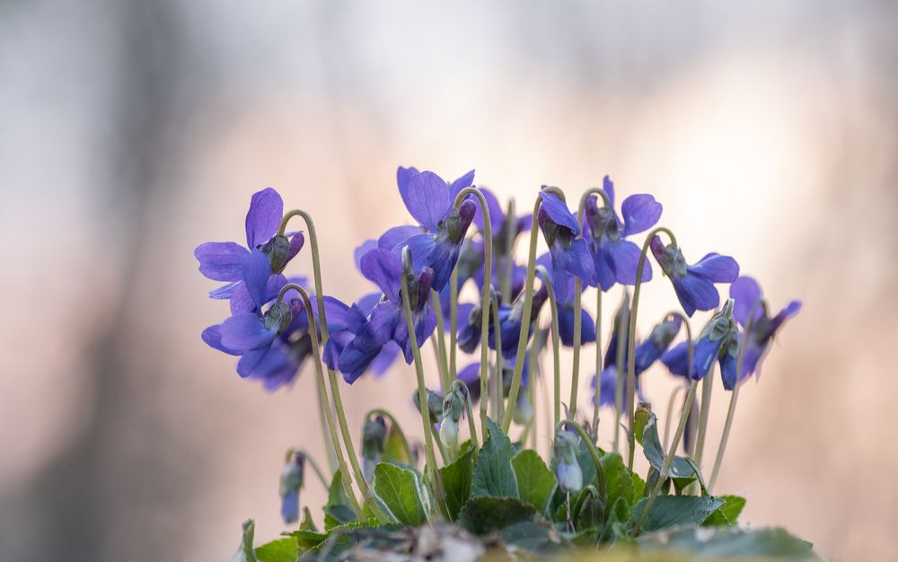 Veilchen Foto & Bild | landschaft, wald, makro Bilder auf fotocommunity