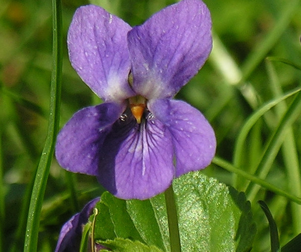 Veilchen Foto & Bild | pflanzen, pilze & flechten, blüten ...