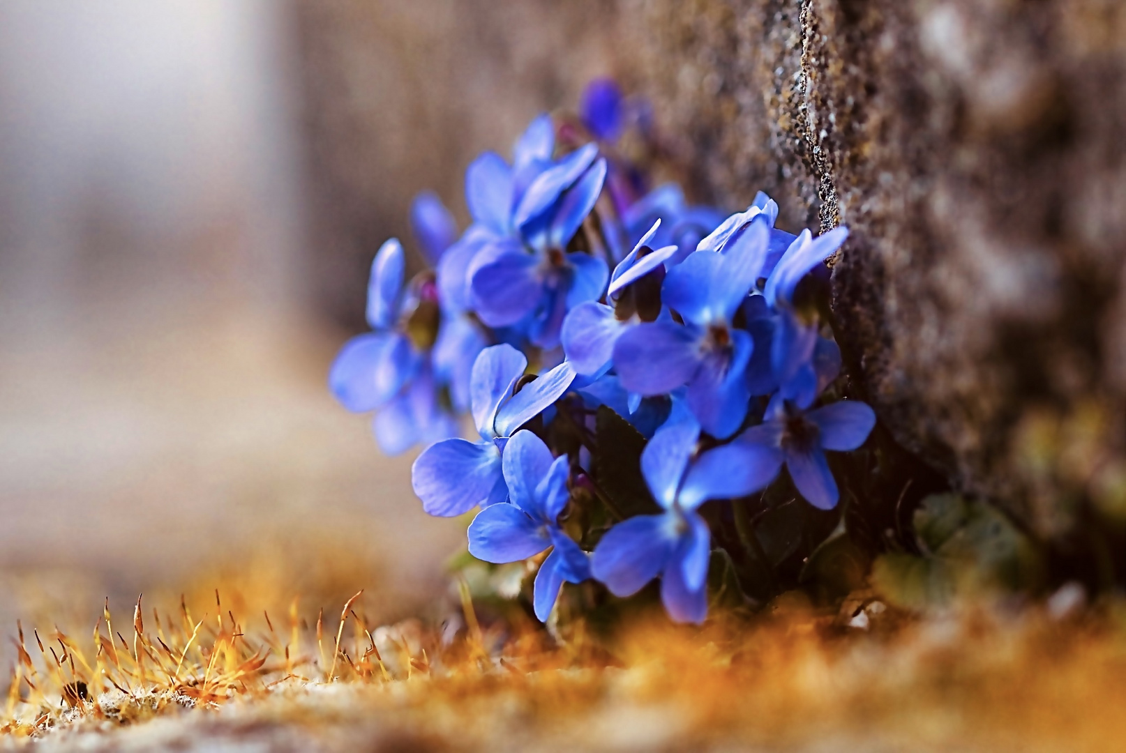 Veilchen Foto & Bild | pflanzen, pilze & flechten, blüten ...