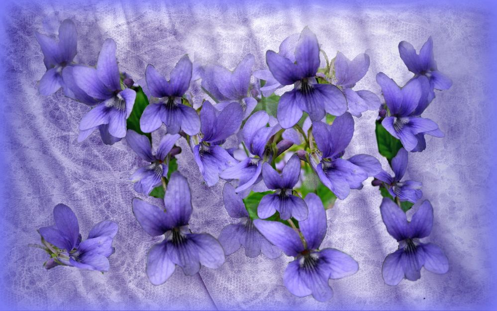 Veilchen.. | Edith Vogel Fotografie