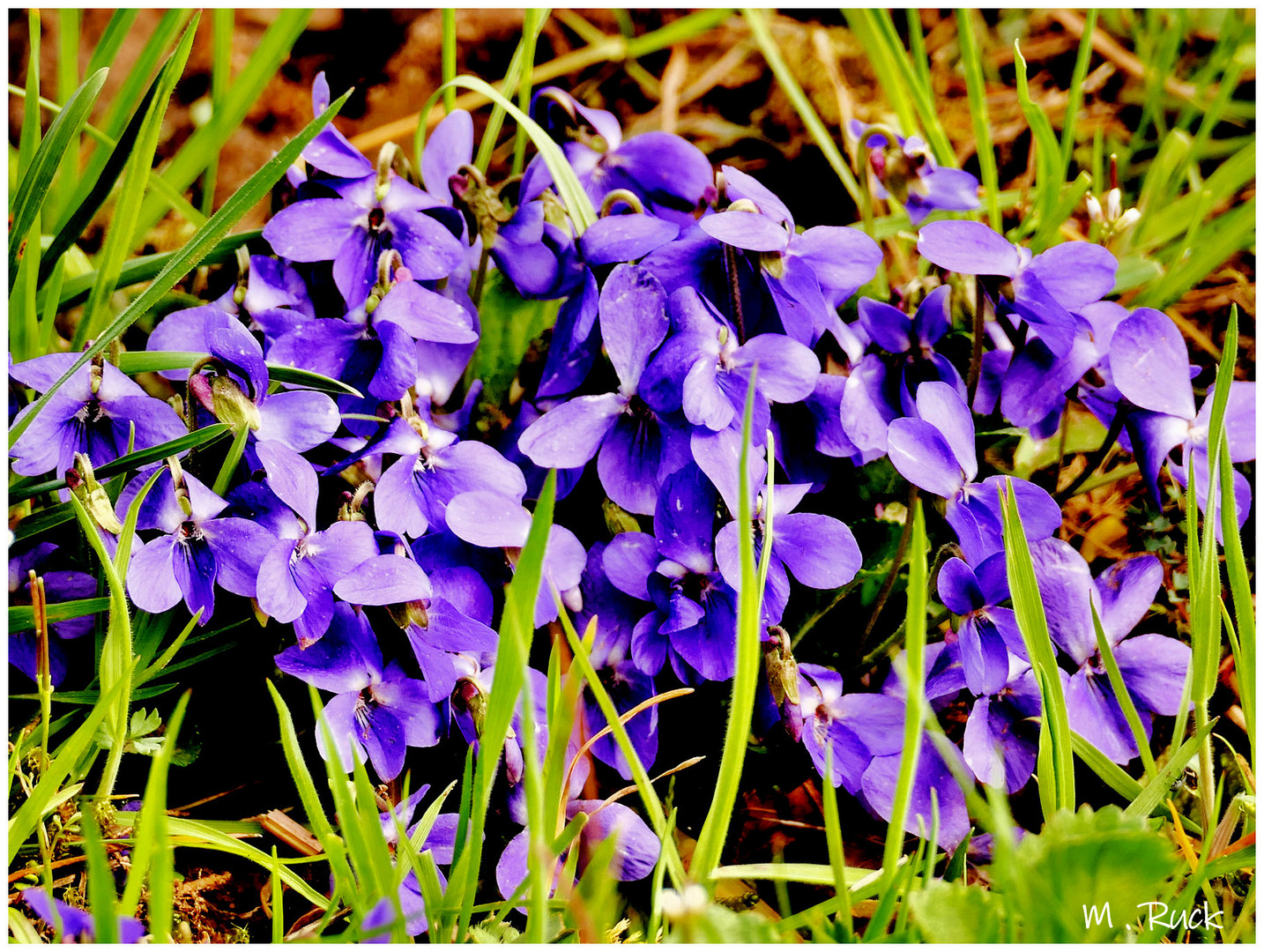 Veilchen im Sonnenlicht Foto & Bild | pflanzen, pilze & flechten, blüten- & kleinpflanzen ...
