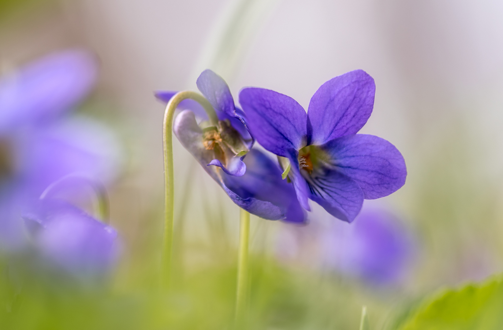 Veilchen im Wald Foto & Bild | pflanzen, pilze & flechten, blüten ...