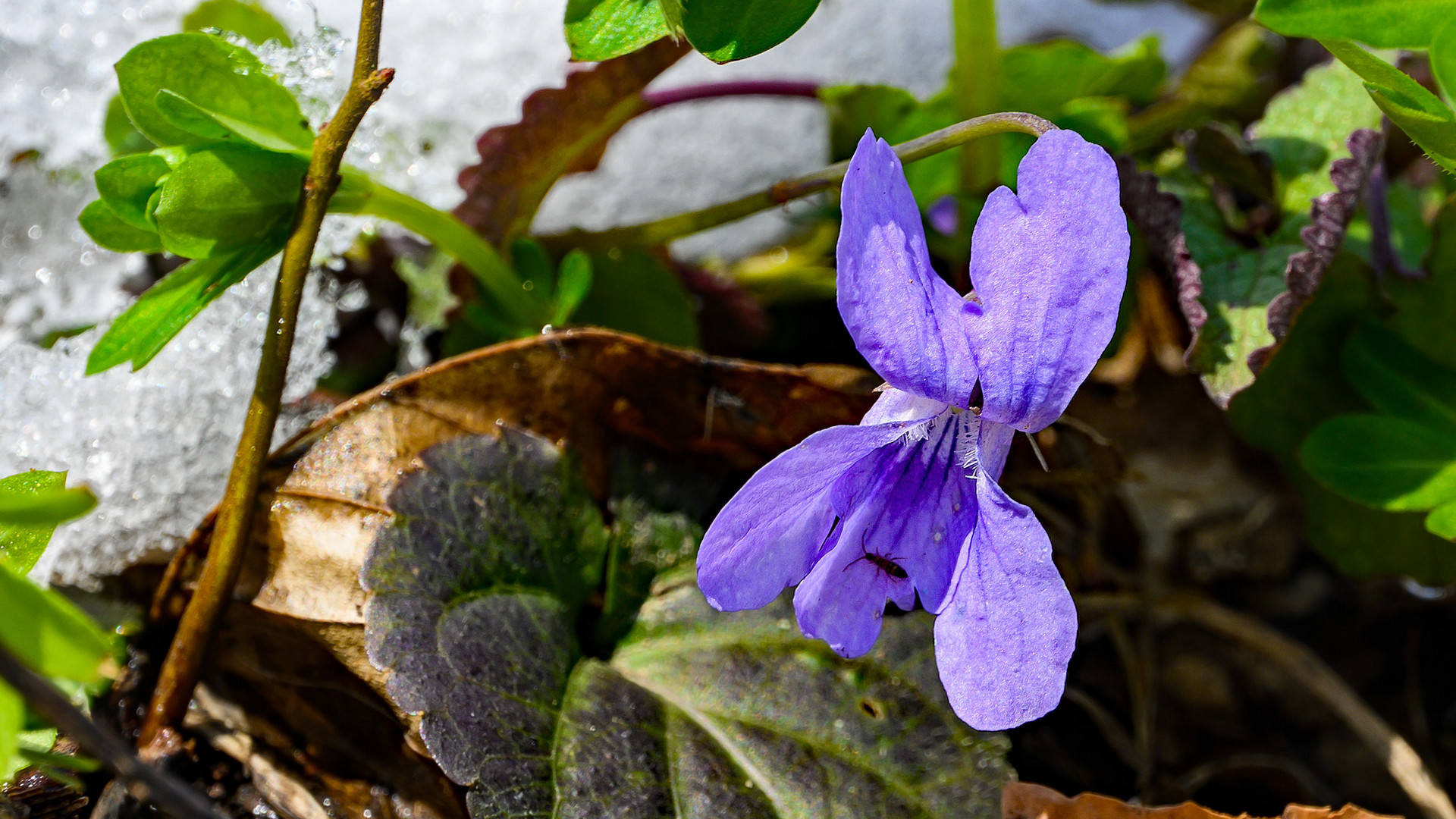 Veilchen mit Schützling Foto & Bild | spezial, natur, frühblüher Bilder ...