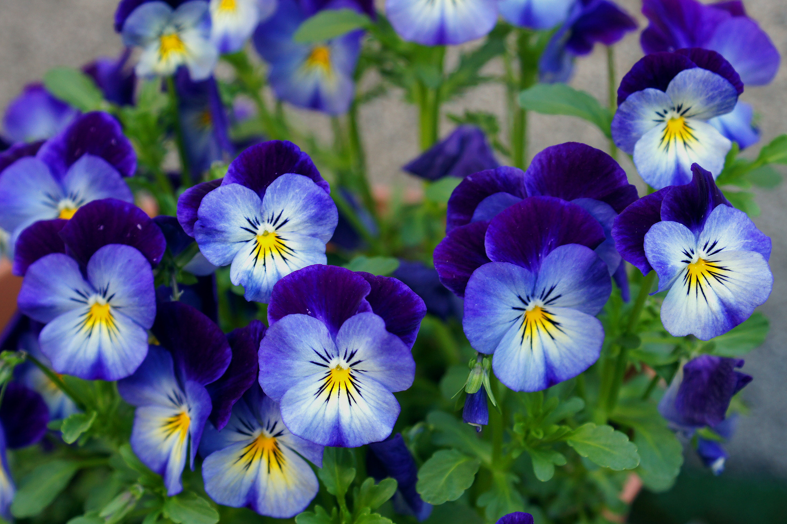 Veilchen sind Frühblüher und wild Foto & Bild | pflanzen, pilze ...