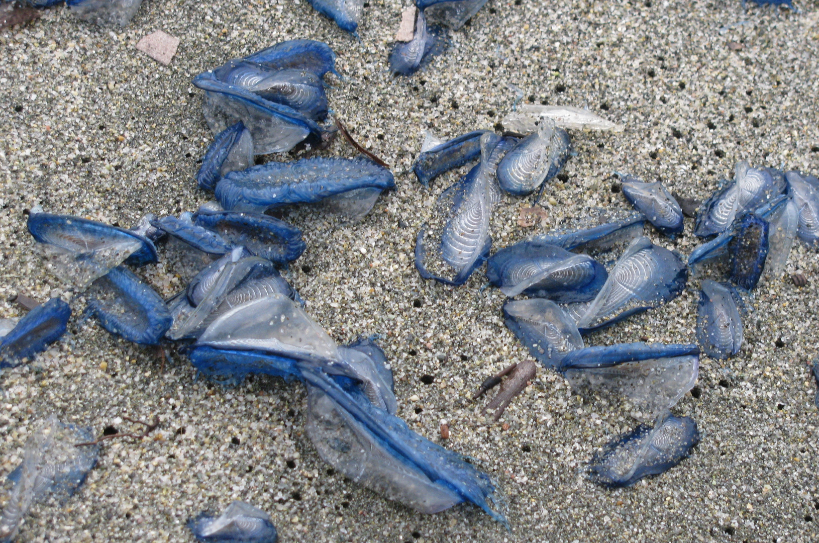 Velella Velella Foto & Bild | tiere, wildlife, quallen, anemonen ...