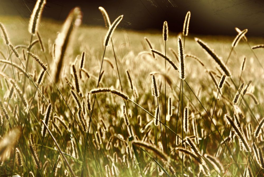 vento Foto % Immagini| piante, fiori e funghi, natura Foto su fotocommunity