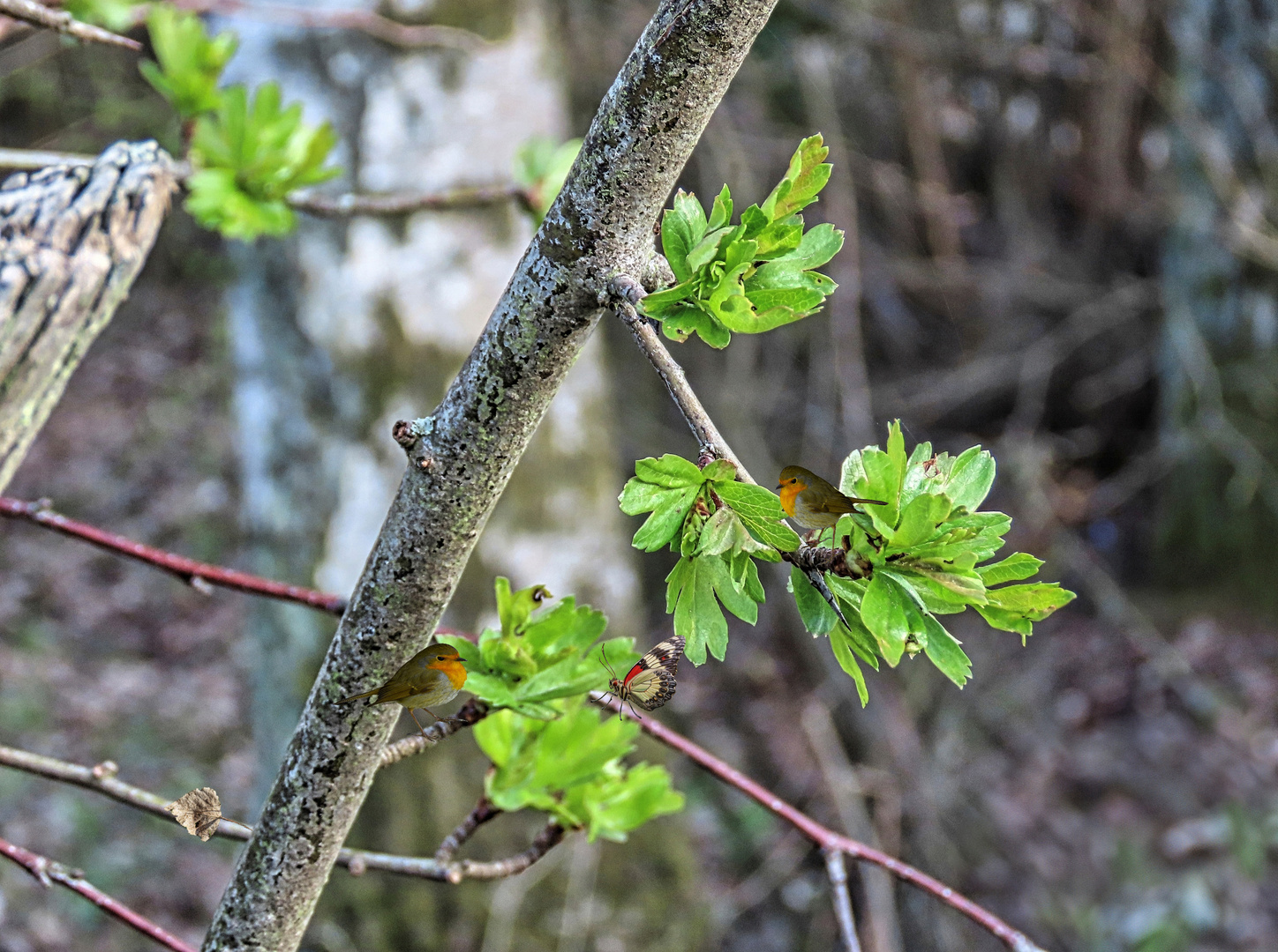 Verabredung mit einem Schmetterling... *-* Foto & Bild | composing ...