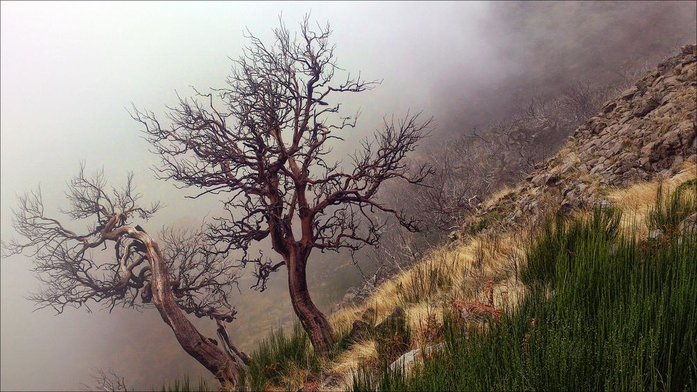 verbrannt Foto & Bild | europe, portugal, madeira Bilder auf fotocommunity