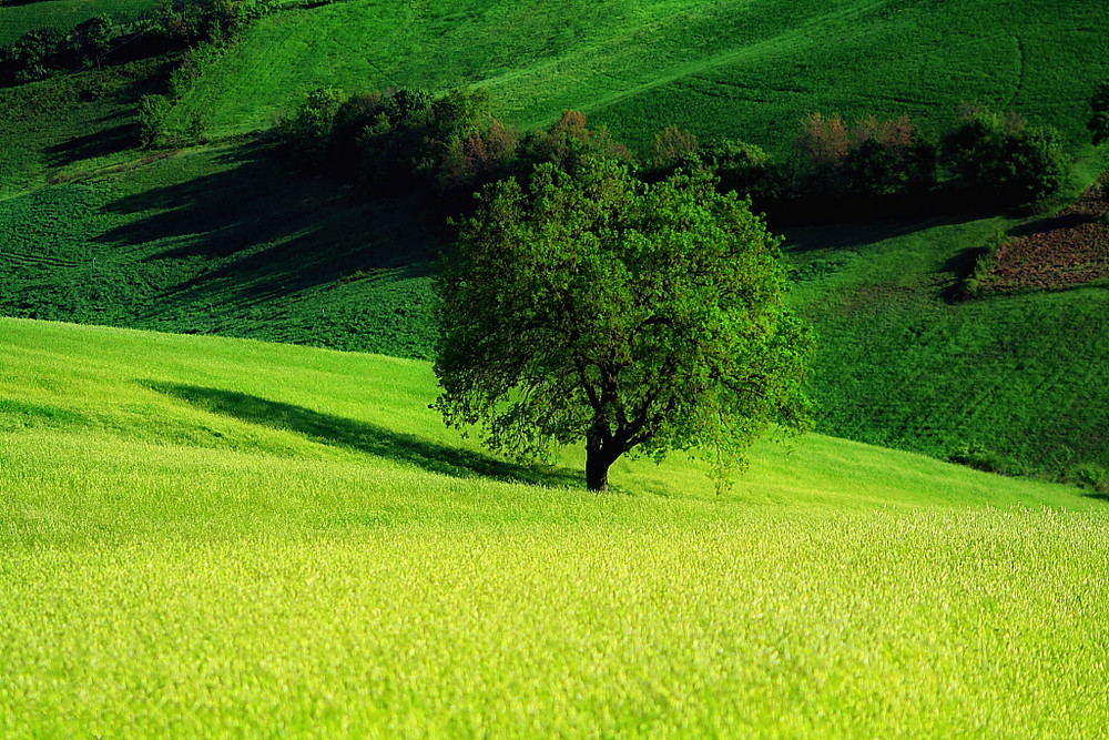 verde Foto % Immagini| paesaggi, campagna, natura Foto su fotocommunity