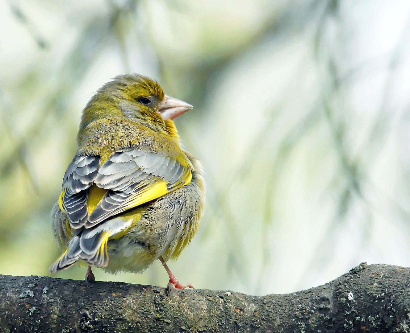Verdier photo et image | animaux, animaux sauvages, oiseaux Images ...