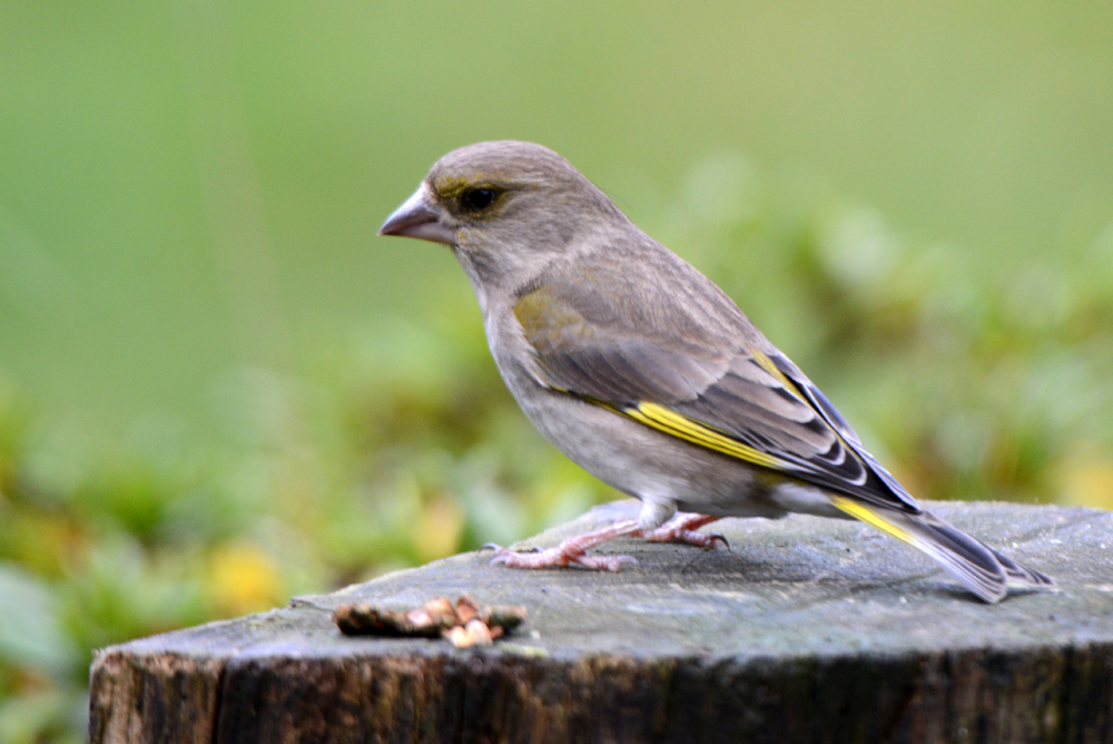 Verdier femelle photo et image | animaux, animaux sauvages, oiseaux ...