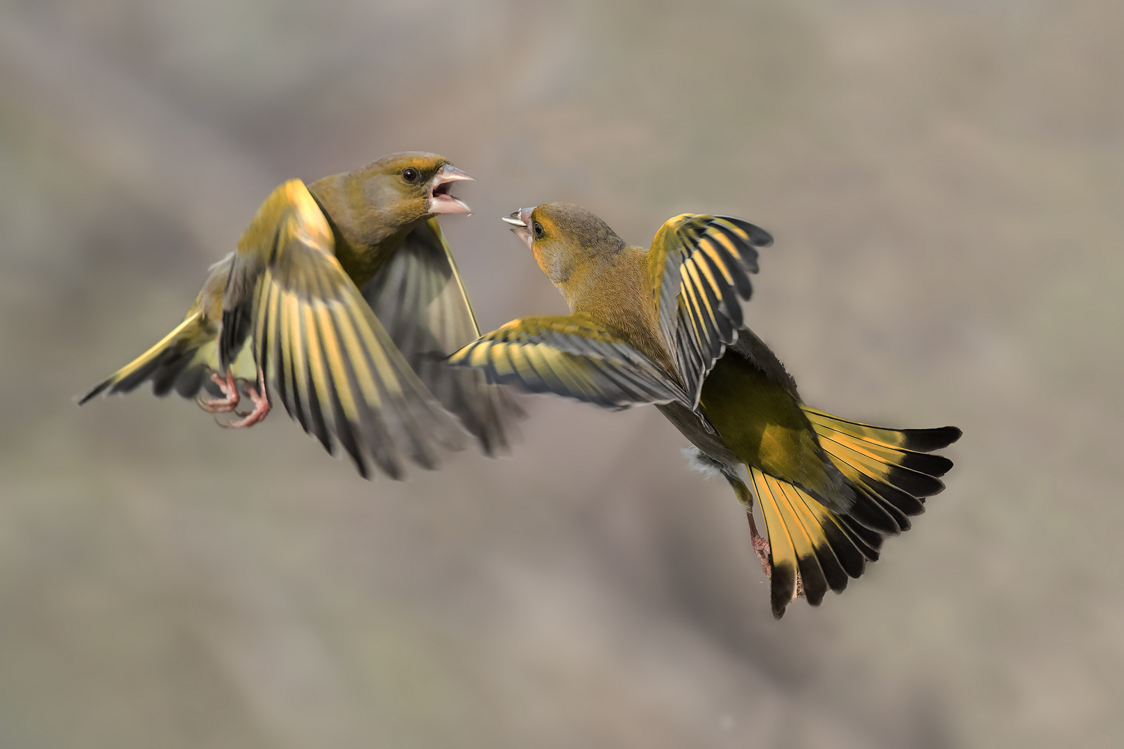 Verdoni Foto % Immagini| animali, uccelli allo stato libero, animali ...