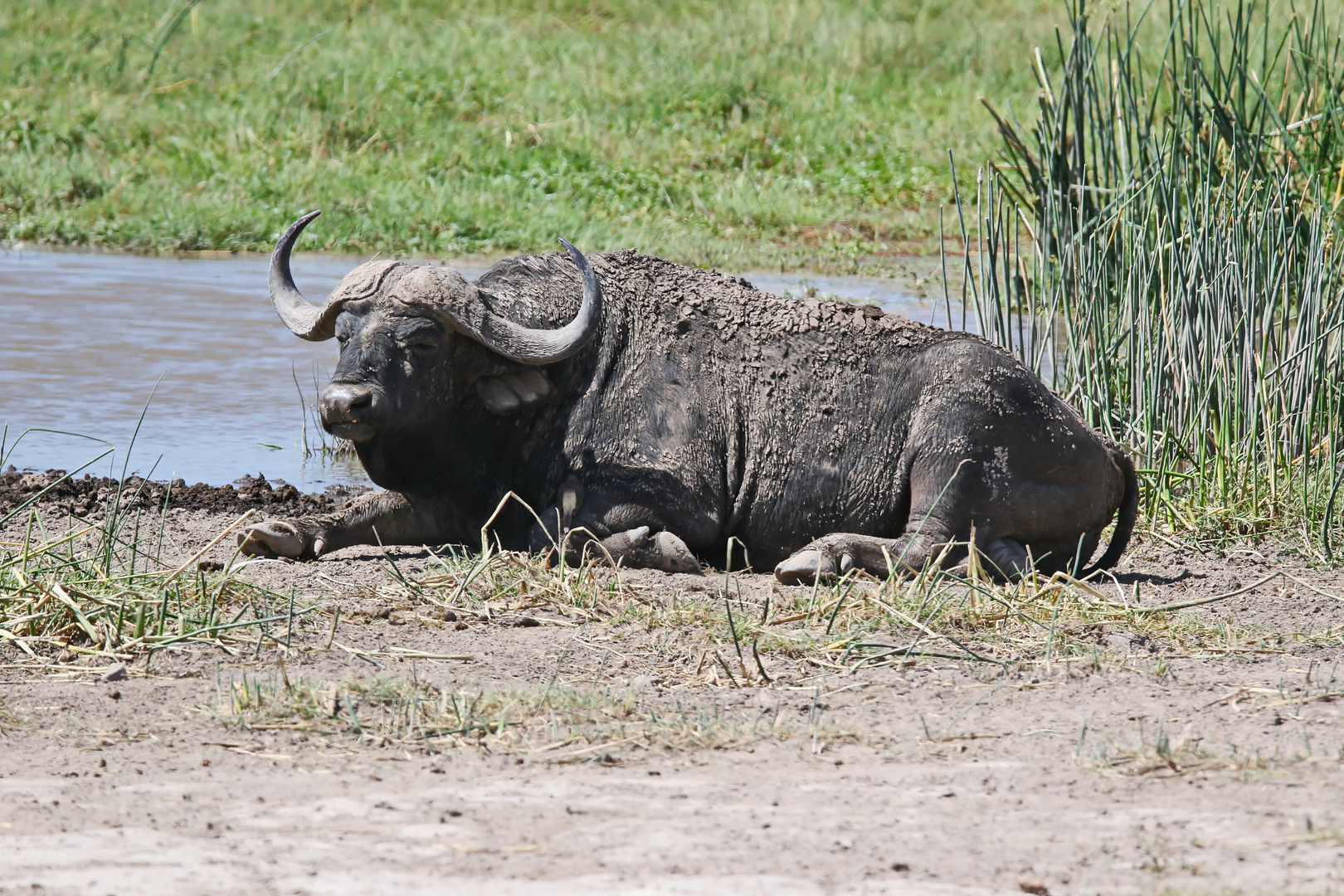 vereinzelt Foto & Bild | natur, paarhufer, afrika Bilder auf fotocommunity