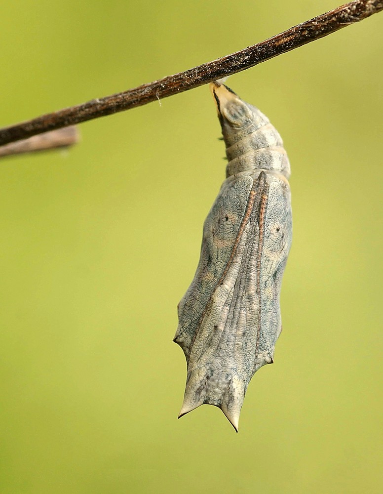 Vergeblich Foto & Bild | tiere, wildlife, insekten Bilder auf fotocommunity