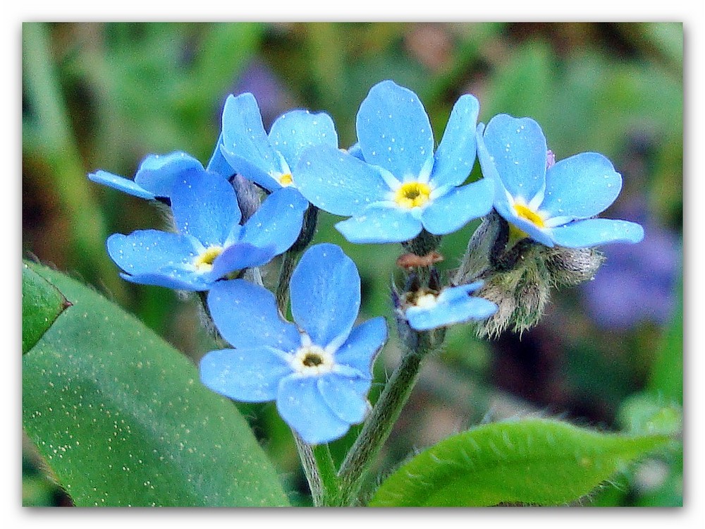 Vergissmeinnicht Foto & Bild | pflanzen, pilze & flechten, blüten- & kleinpflanzen ...