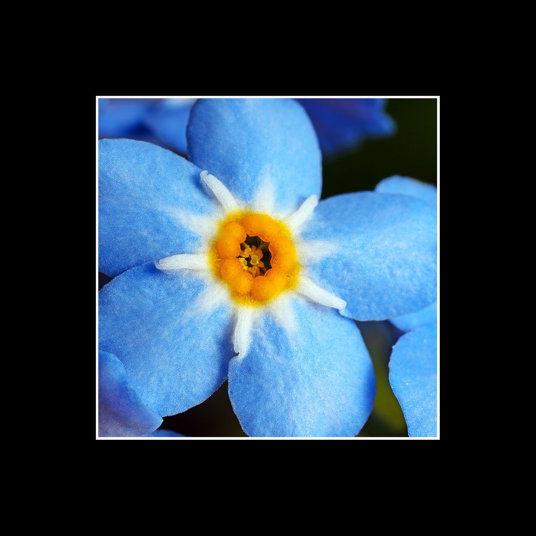 Vergissmeinnicht Foto & Bild | pflanzen, pilze & flechten, blüten- & kleinpflanzen ...