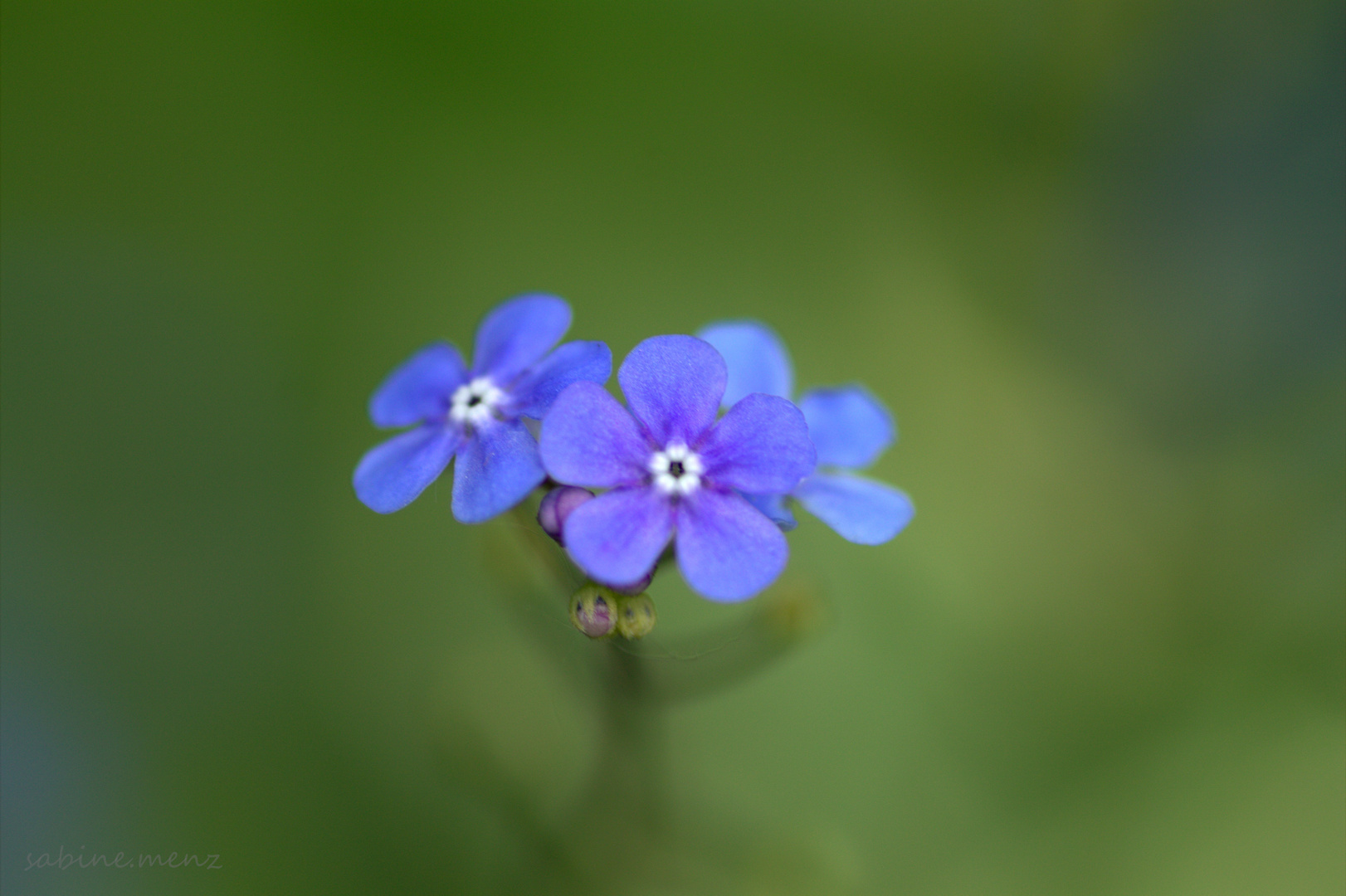 Vergissmeinnicht Foto & Bild | pflanzen, pilze & flechten, blüten- & kleinpflanzen, stauden ...