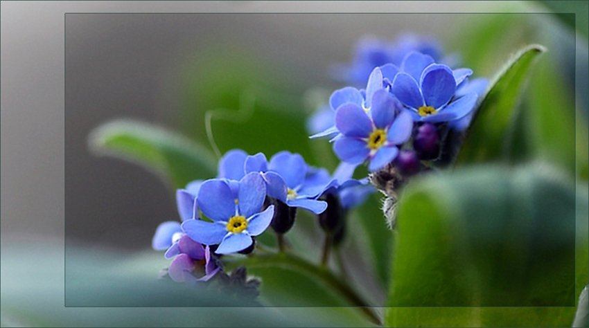 Vergißmeinnicht Foto & Bild | pflanzen, pilze & flechten, blüten- & kleinpflanzen ...