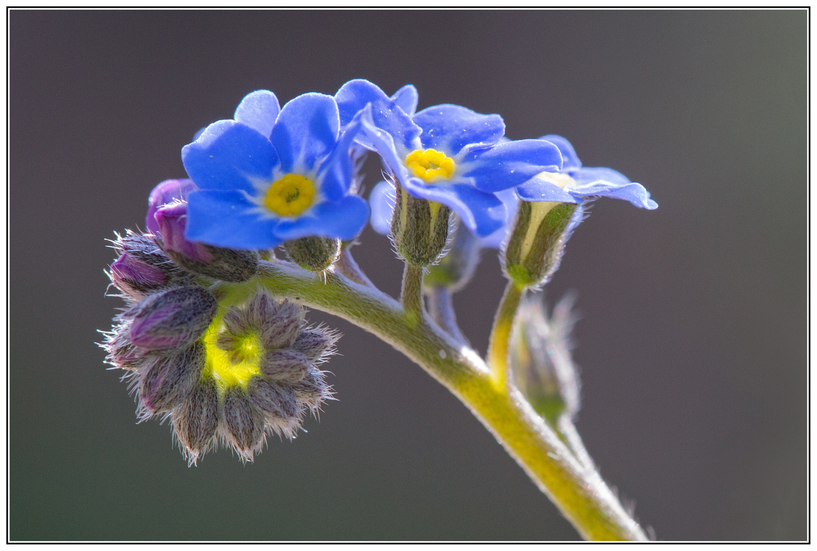 Vergissmeinnicht Foto & Bild | pflanzen, pilze & flechten, blüten- & kleinpflanzen ...