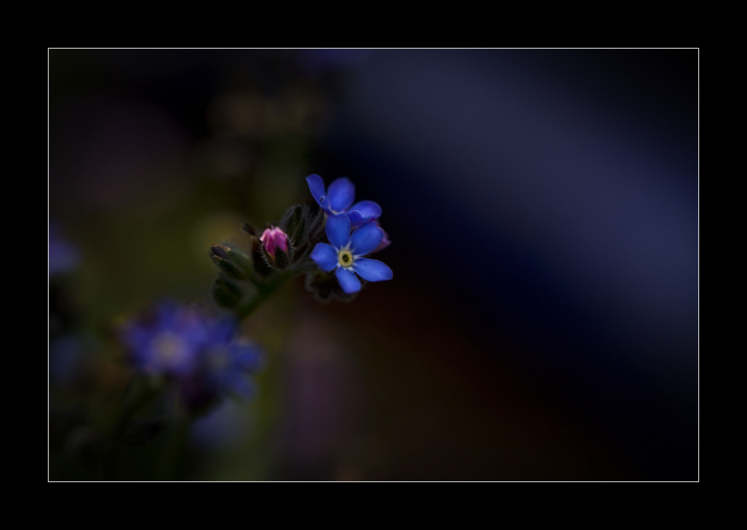 Vergissmeinnicht. Foto & Bild | pflanzen, pilze & flechten, blüten- & kleinpflanzen ...