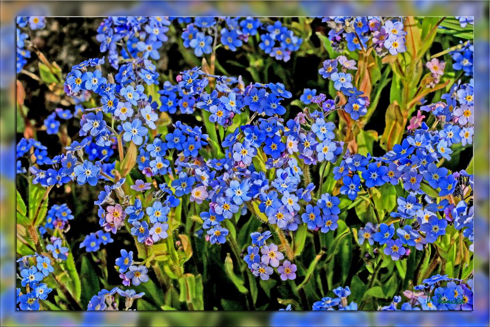 ** Vergissmeinnicht ** Foto & Bild | pflanzen, pilze & flechten, blüten- & kleinpflanzen ...