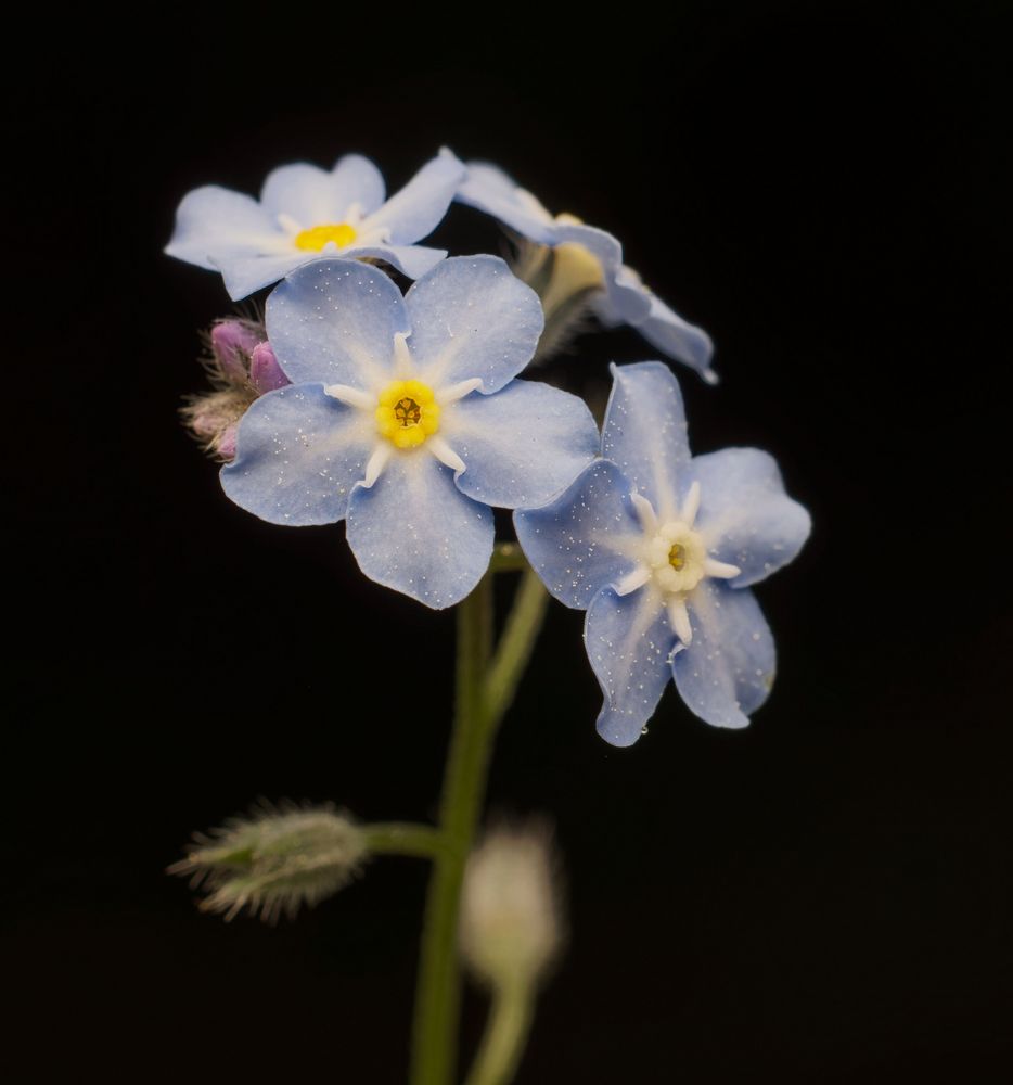 Vergissmeinnicht Foto & Bild | pflanzen, pilze & flechten, blüten- & kleinpflanzen, natur Bilder ...
