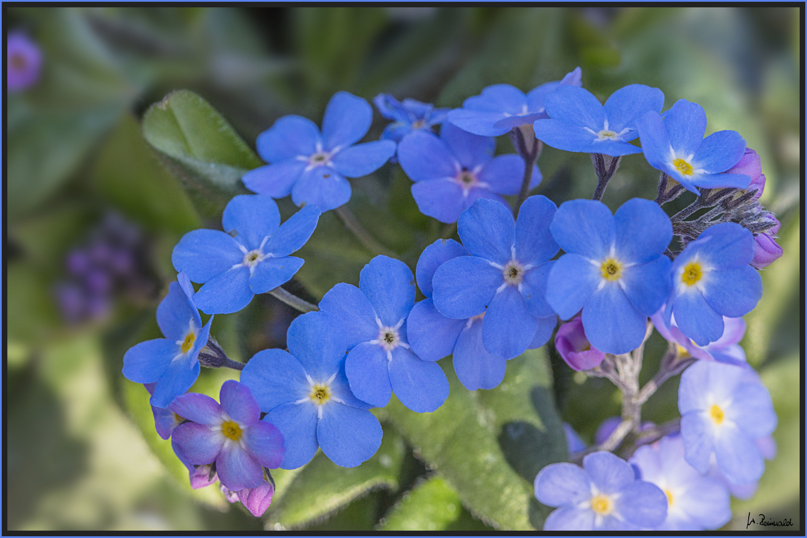 Vergissmeinnicht Foto & Bild | pflanzen, pilze & flechten, blüten- & kleinpflanzen ...