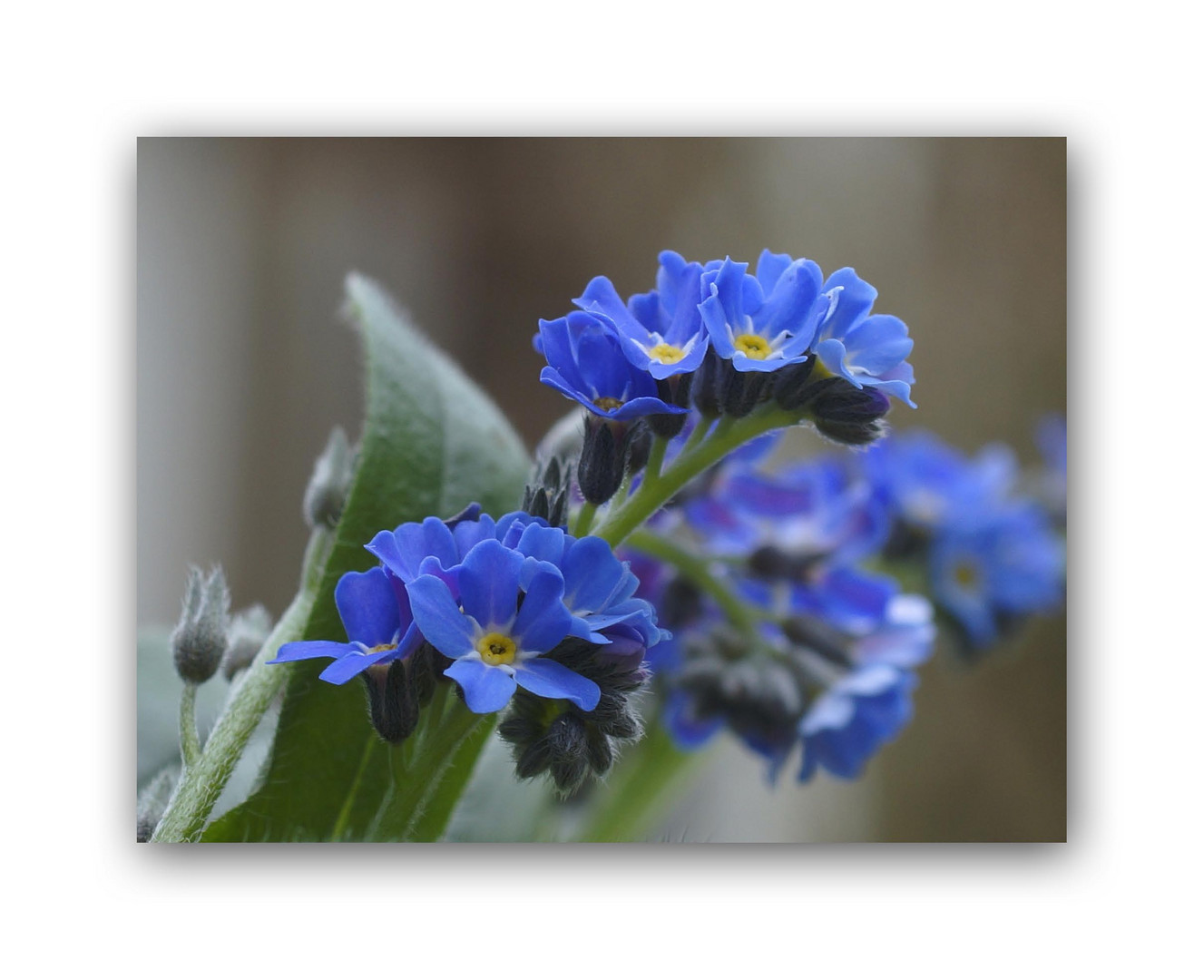 Vergissmeinnicht Foto & Bild | pflanzen, pilze & flechten, blüten- & kleinpflanzen ...
