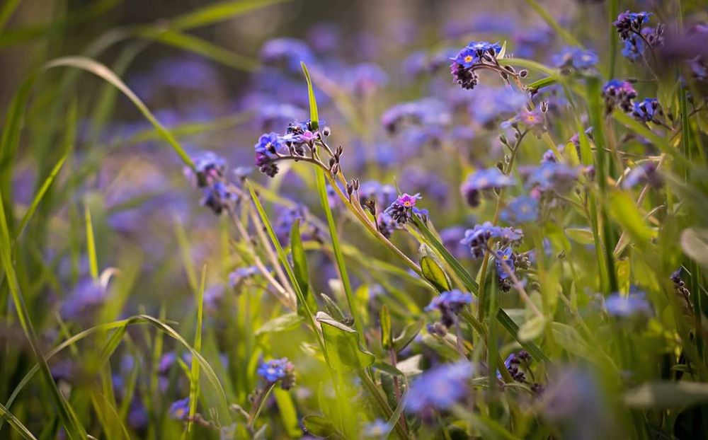 Vergissmeinnicht Foto & Bild | pflanzen, pilze & flechten, blüten- & kleinpflanzen ...