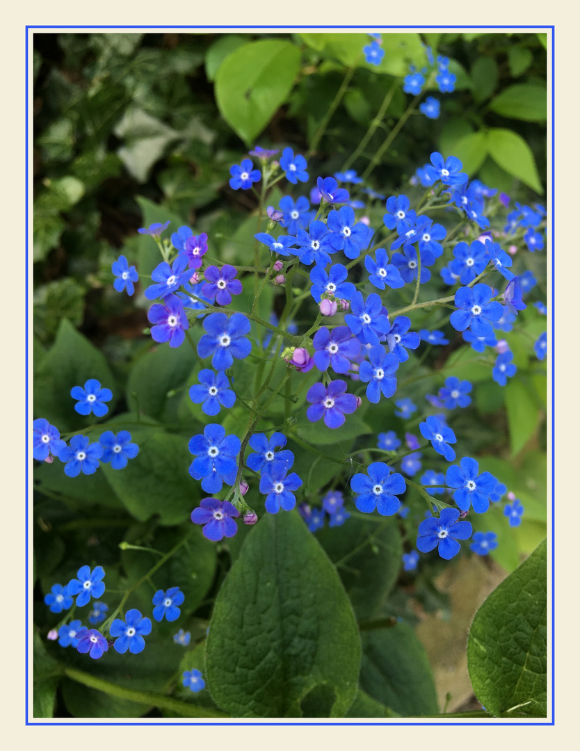 Vergissmeinnicht Foto & Bild | pflanzen, pilze & flechten, blüten- & kleinpflanzen, wildpflanzen ...