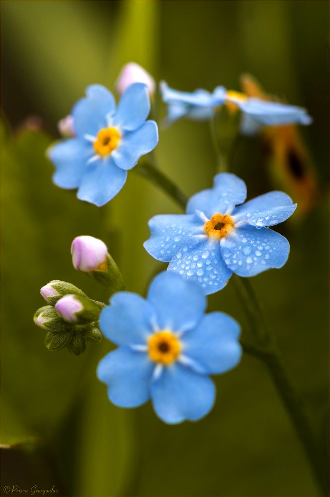Vergissmeinnicht am herbstlichen Lützelsee Foto & Bild | pflanzen, pilze & flechten, blüten ...
