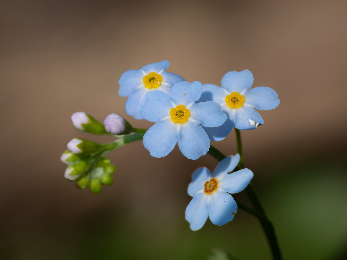 Vergissmeinnicht Foto & Bild | pflanzen, pilze & flechten, blüten- & kleinpflanzen, natur Bilder ...