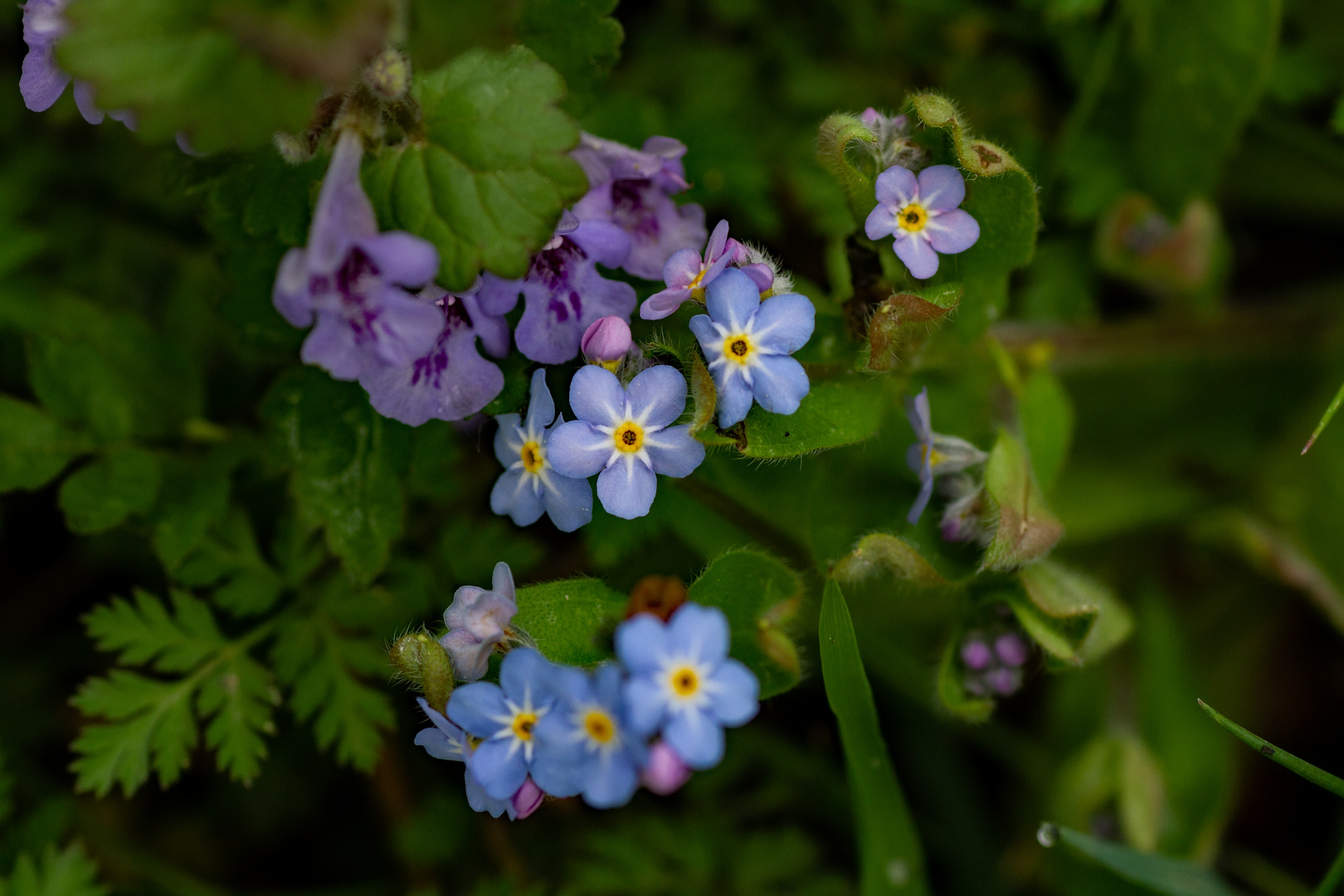 Vergissmeinnicht Foto & Bild | pflanzen, pilze & flechten, blüten- & kleinpflanzen, wildpflanzen ...