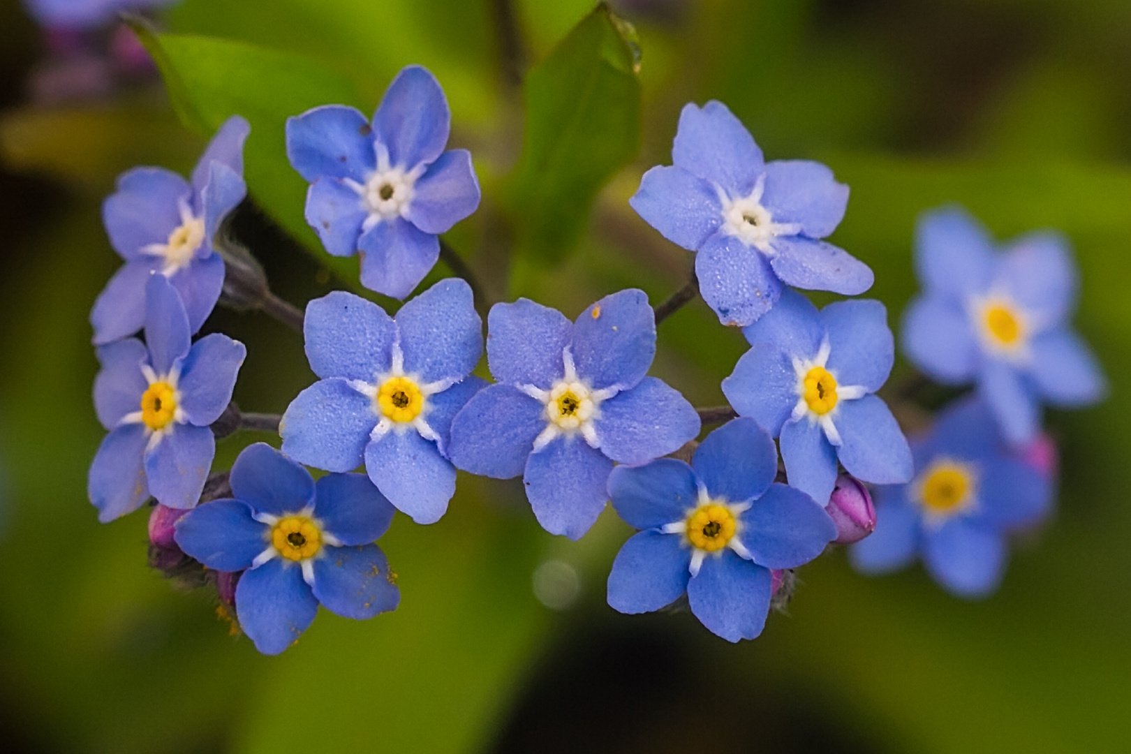 Vergissmeinnicht Foto & Bild | pflanzen, pilze & flechten, blüten- & kleinpflanzen ...