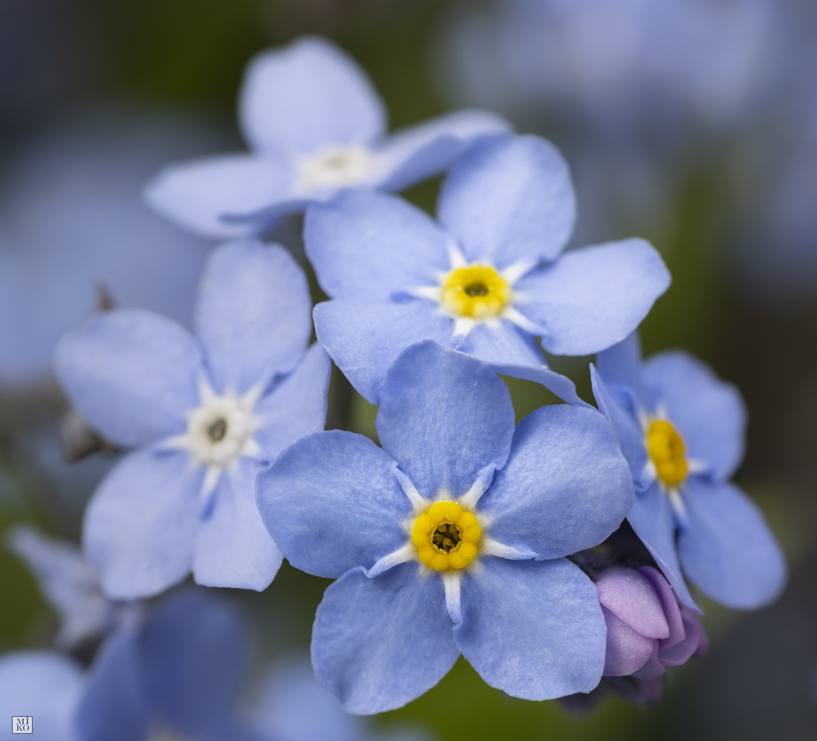 Vergissmeinnicht Foto & Bild | pflanzen, pilze & flechten, blüten- & kleinpflanzen, natur-makros ...