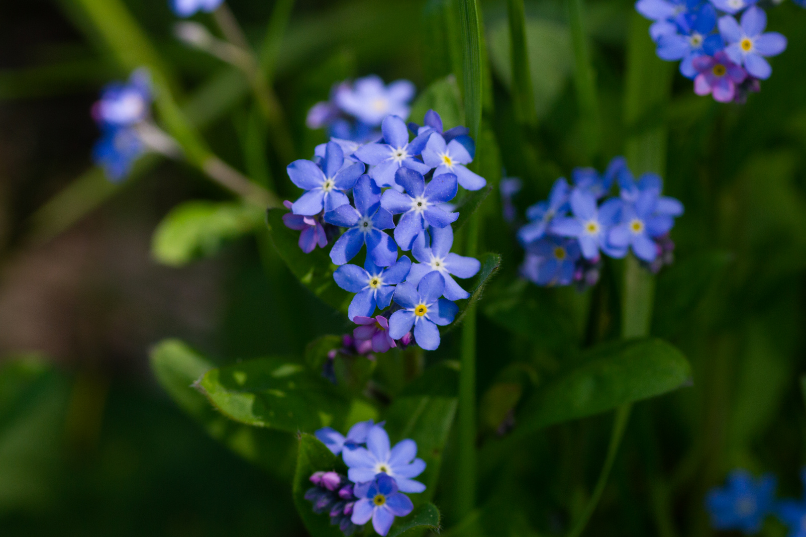 Vergissmeinnicht Foto & Bild | pflanzen, pilze & flechten, blüten- & kleinpflanzen ...