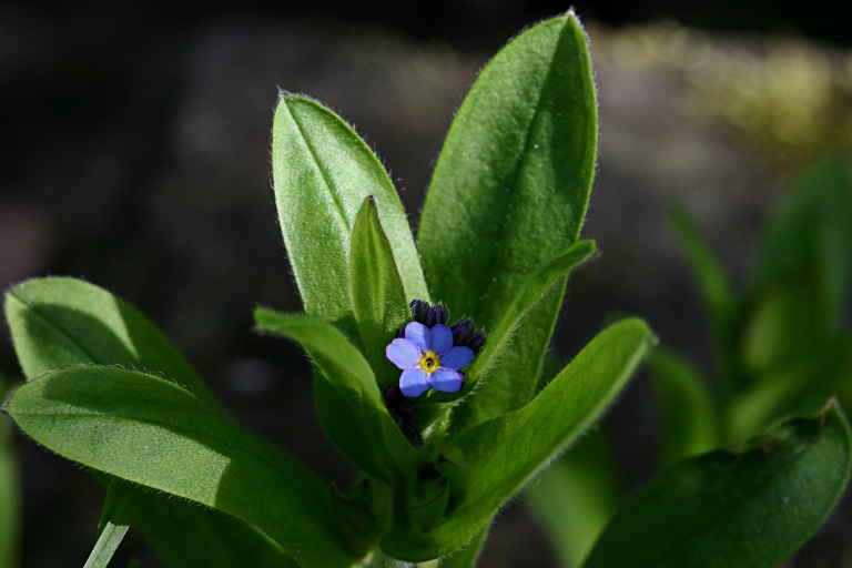 Vergissmeinnicht Foto & Bild | pflanzen, pilze & flechten, blüten- & kleinpflanzen ...