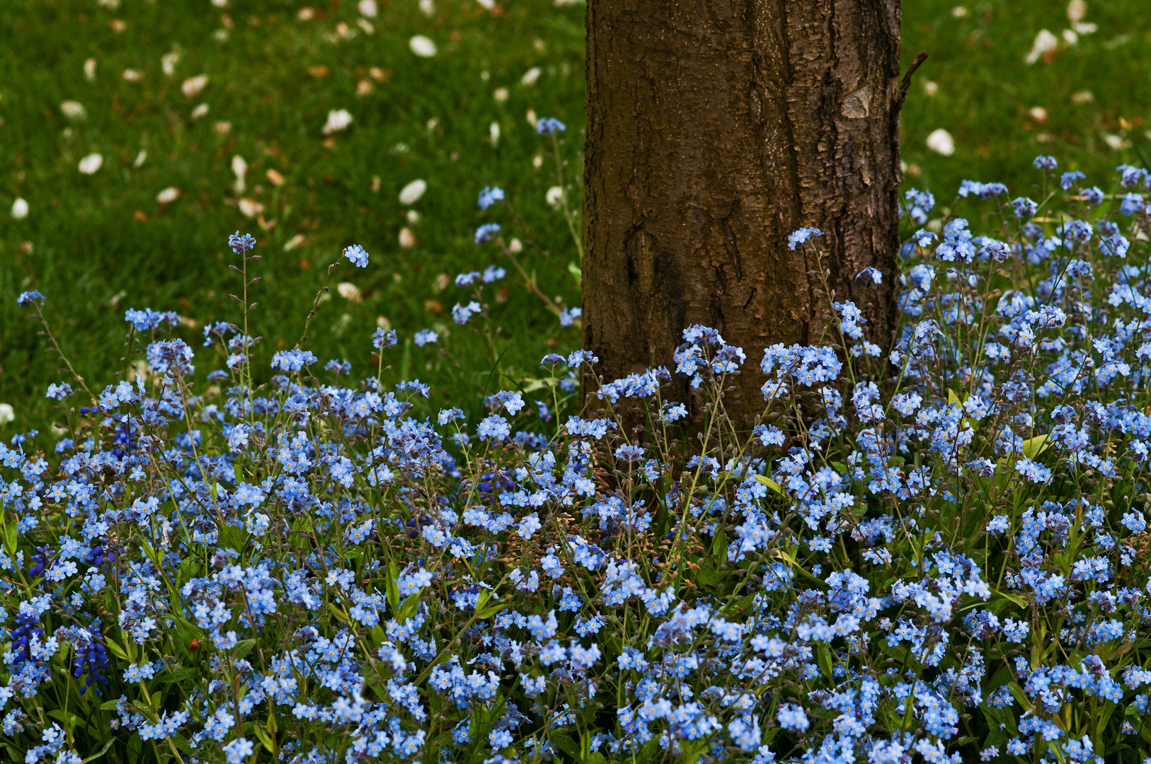 Vergissmeinnicht Foto & Bild | pflanzen, pilze & flechten, blüten- & kleinpflanzen, jahreszeiten ...
